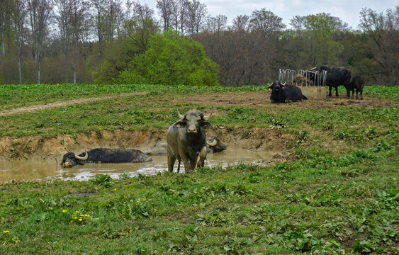 Carabeef Bilder – Durchsuchen 18,219 Archivfotos, Vektorgrafiken und ...