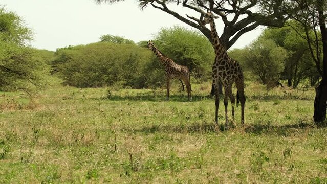 Imagens de Nonchalant – Explore Fotografias do Stock, Vetores e Vídeos ...
