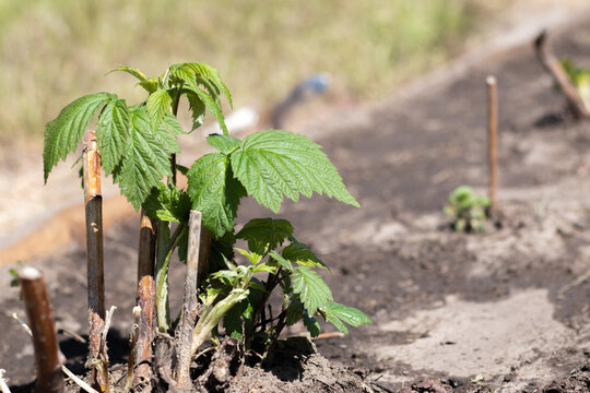 Raspberry Seedlings