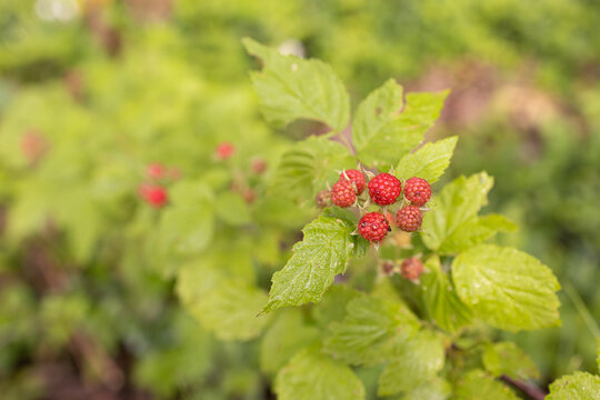 "Wild Raspberry" Images – Browse 59,712 Stock Photos, Vectors, and ...