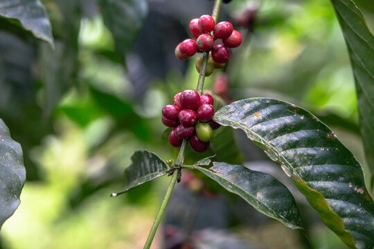 Red Coffee Bean Logo