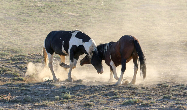 Obrazy ("Horse Fight") — zdjęcia, wektory i wideo bez tantiem (112 ...