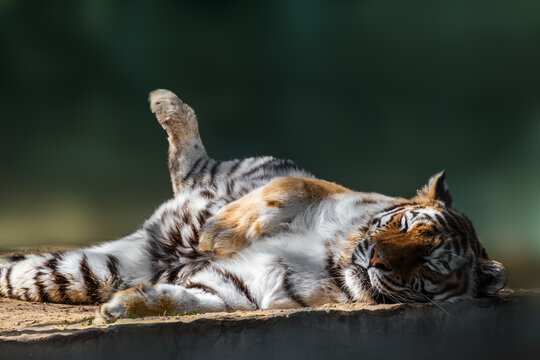 Forelegs Images – Browse 3,861 Stock Photos, Vectors, and Video | Adobe ...