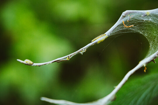 Befall Images – Browse 61,726 Stock Photos, Vectors, and Video | Adobe ...