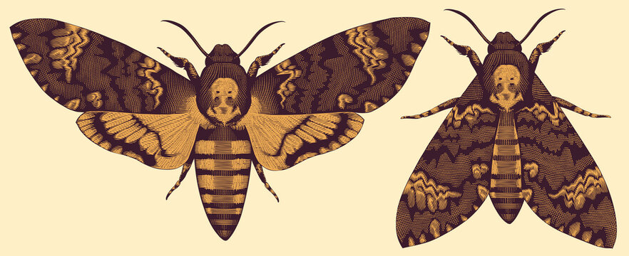 Death Head Moth
