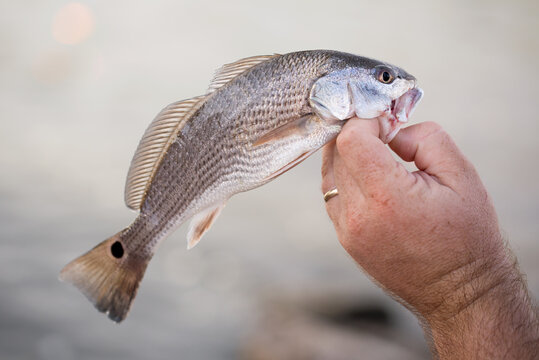 Baby Red Fish