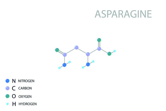 รูปภาพAsparagin – เลือกดูภาพถ่ายสต็อก เวกเตอร์ และวิดีโอ1,490 | Adobe Stock