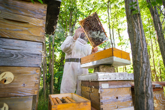 Beekeeping Images – Browse 134,771 Stock Photos, Vectors, and Video ...