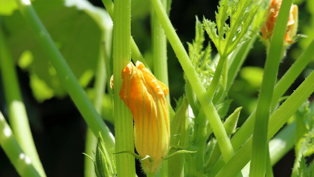 Marg bilder – Bläddra bland 43,766 stockfoton, vektorer och videor ...