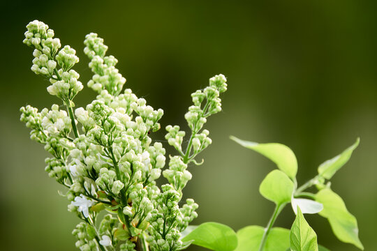 รูปภาพOleaceae – เลือกดูภาพถ่ายสต็อก เวกเตอร์ และวิดีโอ7,089 | Adobe Stock