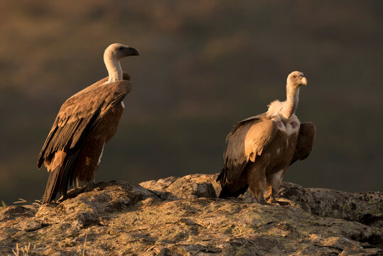Aasgeier Bilder – Durchsuchen 5,909 Archivfotos, Vektorgrafiken und ...