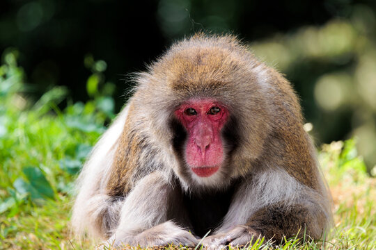 Japanmakak 이미지 – 찾아보기 664 스톡 사진, 벡터 및 비디오 | Adobe Stock