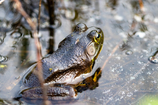 Ouaouaron-Bilder: Stock-Fotos & -Videos. | Adobe Stock