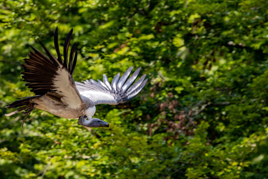 Geier Images – Parcourir 7,820 le catalogue de photos, vecteurs et ...