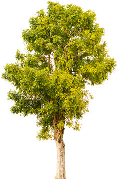 Free Trees Images – Browse 60,520 Free Stock Photos, Vectors, and Video ...