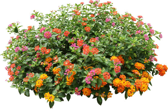 Plants and Flowers stock photos, royalty-free images, vectors, video ...