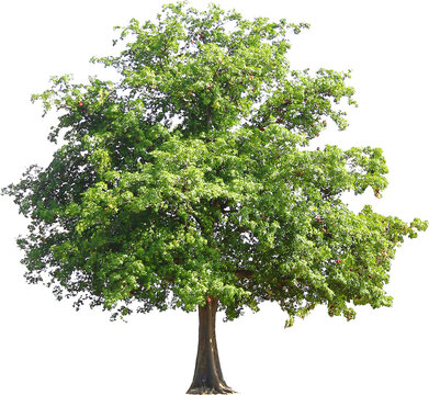 Free Trees Images – Browse 61,113 Free Stock Photos, Vectors, and Video ...