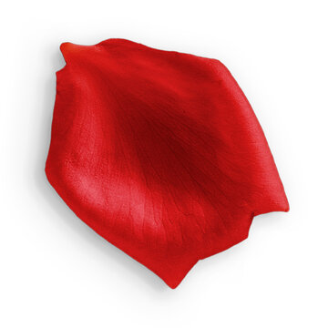 Single Red Rose Petal