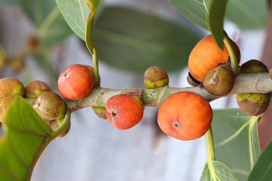 Banyan Tree Fruit