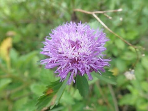 "Lark Daisy" Images – Browse 39 Stock Photos, Vectors, and Video ...