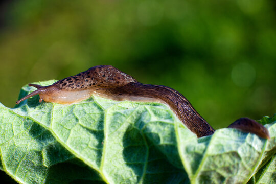 รูปภาพSlug – เลือกดูภาพถ่ายสต็อก เวกเตอร์ และวิดีโอ515,753 | Adobe Stock