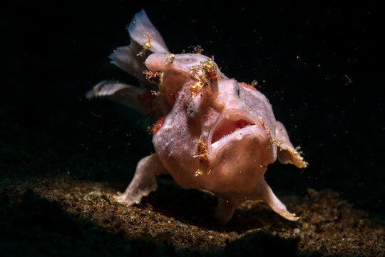 รูปภาพAnglerfish – เลือกดูภาพถ่ายสต็อก เวกเตอร์ และวิดีโอ32,941 | Adobe ...