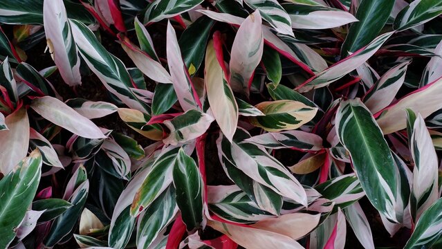 รูปภาพTriostar – เลือกดูภาพถ่ายสต็อก เวกเตอร์ และวิดีโอ251 | Adobe Stock