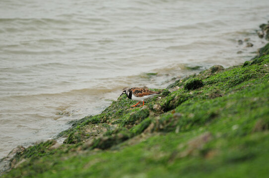 Waddle 이미지 – 찾아보기 7,449 스톡 사진, 벡터 및 비디오 | Adobe Stock