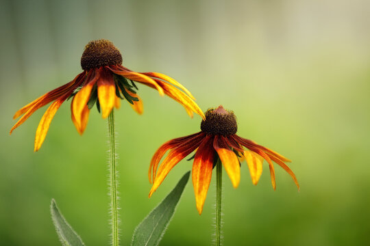Susan Bilder – Durchsuchen 7,403 Archivfotos, Vektorgrafiken und Videos ...