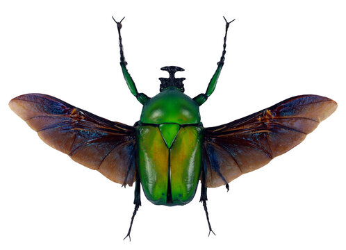 Beetle Wings Open