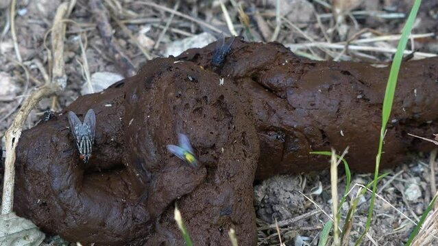 "Human Feces" Images – Browse 507 Stock Photos, Vectors, and Video ...