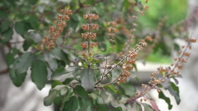 รูปภาพTulasi – เลือกดูภาพถ่ายสต็อก เวกเตอร์ และวิดีโอ1,564 | Adobe Stock