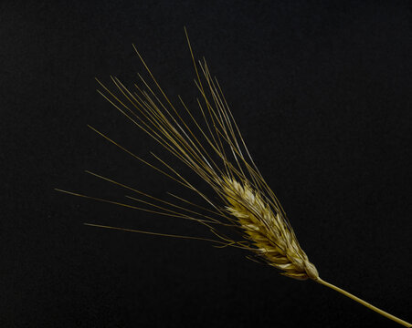"Spiga Di Grano" Images – Browse 512 Stock Photos, Vectors, and Video ...
