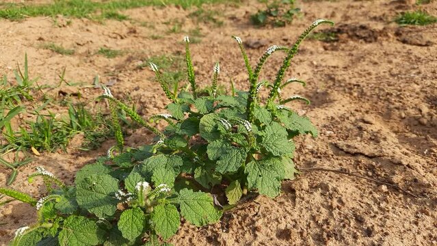 "Indian Turnsole" Images – Browse 345 Stock Photos, Vectors, and Video ...