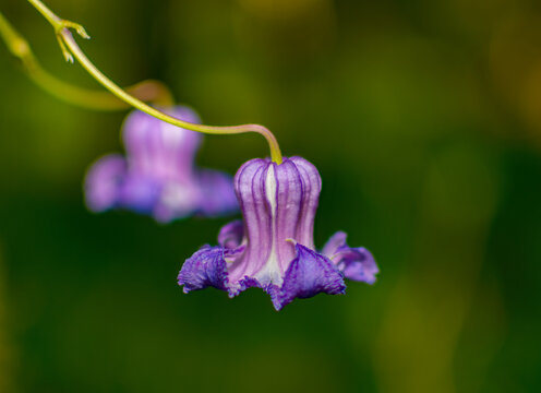 Marsh Flower Images – Browse 66,684 Stock Photos, Vectors, and Video ...