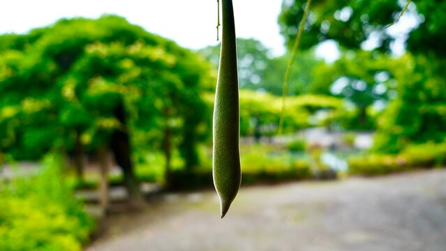 Flohstich Bilder – Durchsuchen 370 Archivfotos, Vektorgrafiken und ...
