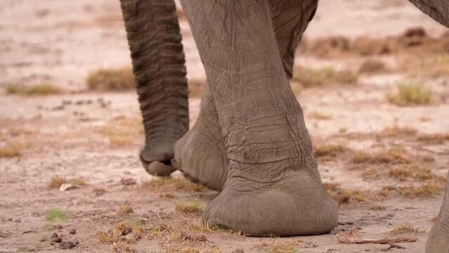 "Elephant Legs" Images – Browse 138 Stock Photos, Vectors, and Video ...