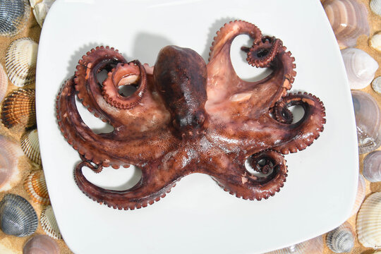 "Fatty Fish"-Bilder: Stock-Fotos & -Videos. | Adobe Stock