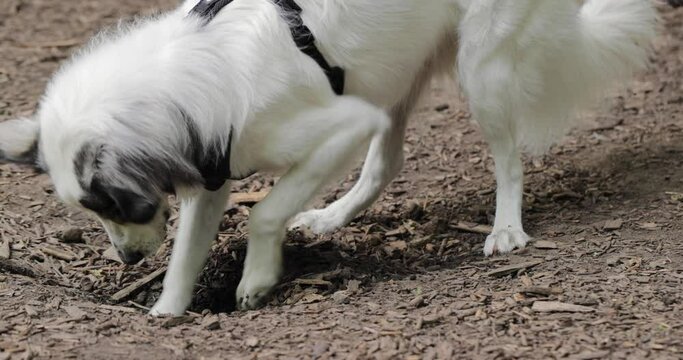 "Dog Digging" Bilder – Durchsuchen 91 Archivfotos, Vektorgrafiken und ...