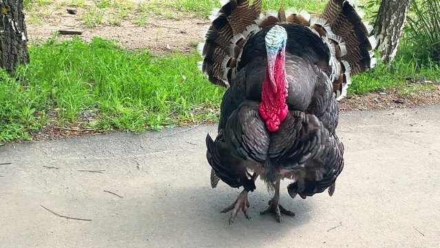 Caruncle Images – Browse 1,003 Stock Photos, Vectors, and Video | Adobe ...