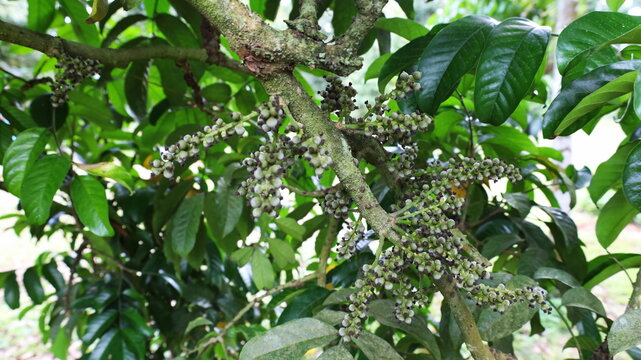 Lanzones Tree