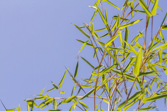 รูปภาพBambo – เลือกดูภาพถ่ายสต็อก เวกเตอร์ และวิดีโอ1,248 | Adobe Stock