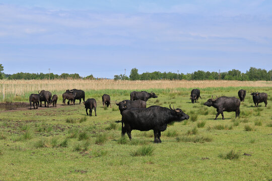 "Water Ox"-Bilder: Stock-Fotos & -Videos. | Adobe Stock