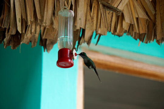 Limonare-Bilder: Stock-Fotos & -Videos. | Adobe Stock