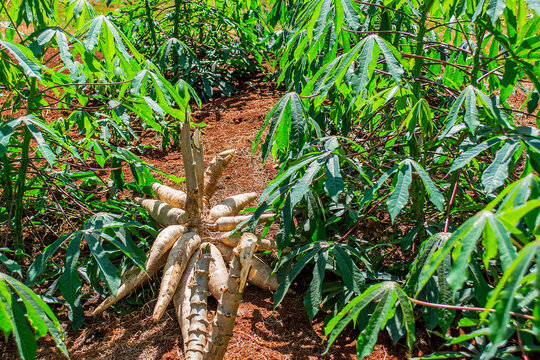 รูปภาพ"Tapioca Plant" – เลือกดูภาพถ่ายสต็อก เวกเตอร์ และวิดีโอ4,920 ...