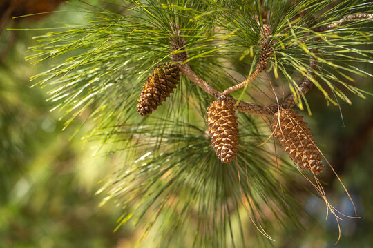 Longleaf Pine Cone