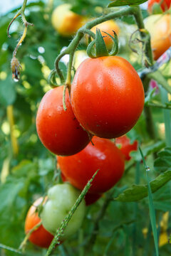 Strauchtomate Bilder – Durchsuchen 40,203 Archivfotos, Vektorgrafiken ...