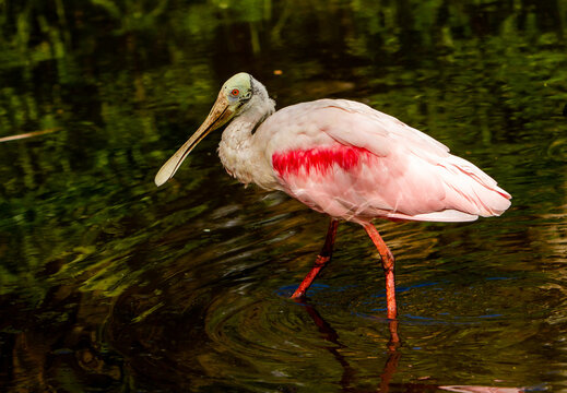 รูปภาพSpoonbill – เลือกดูภาพถ่ายสต็อก เวกเตอร์ และวิดีโอ19,538 | Adobe ...