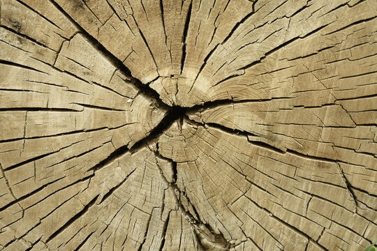 Wood Splinter Texture