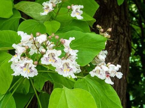 รูปภาพIndian-Bean-Tree – เลือกดูภาพถ่ายสต็อก เวกเตอร์ และวิดีโอ926 ...